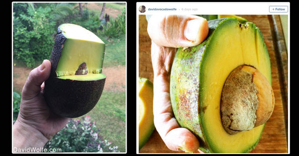 Why Eat Avocados? They Are Packed With Nutrition! - David Wolfe Shop