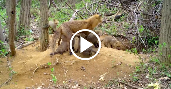 They Set Up A Camera To Watch A Den Of Foxes. What They Saw Has Everyo ...