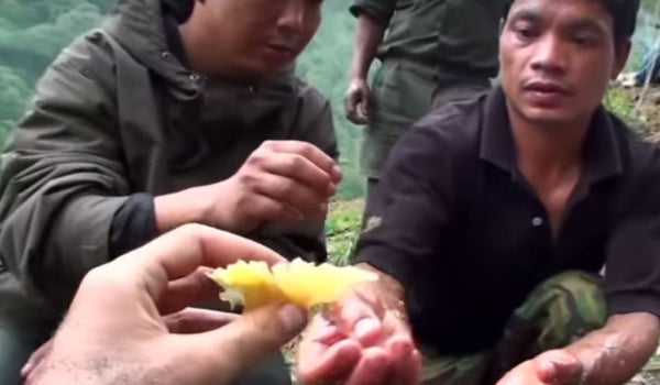 Himalayan Bees Make Psychedelic Honey - David Wolfe Shop