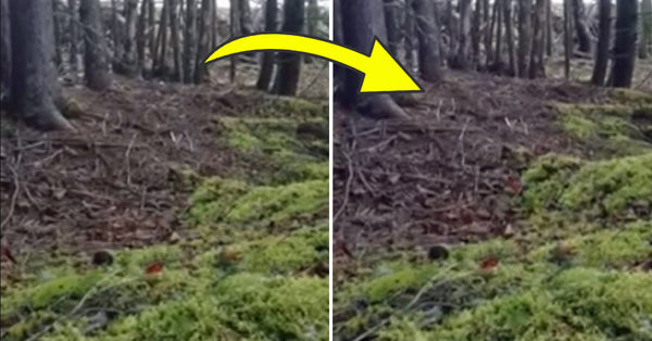 Watch: Man Records Rare 'Breathing Earth' Phenomenon In Nova Scotia ...