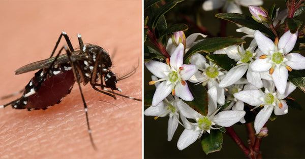 Buchu Essential Oil: 7 Uses & Benefits - David Wolfe Shop