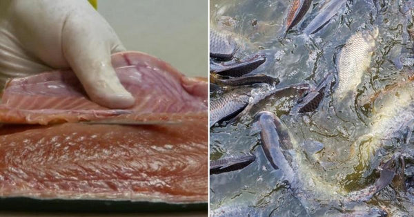 4 Disgusting Reasons Why You Should Avoid Farmed Fish! - David Wolfe Shop