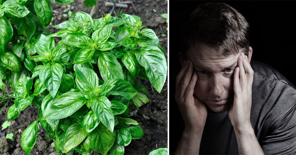 Health Benefits Of Basil: 12 Ways This Super-Herb Can Help You - David ...