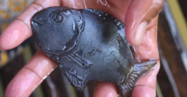 A Brilliant Doctor Created this Fish to Fix a Common Health Problem an ...