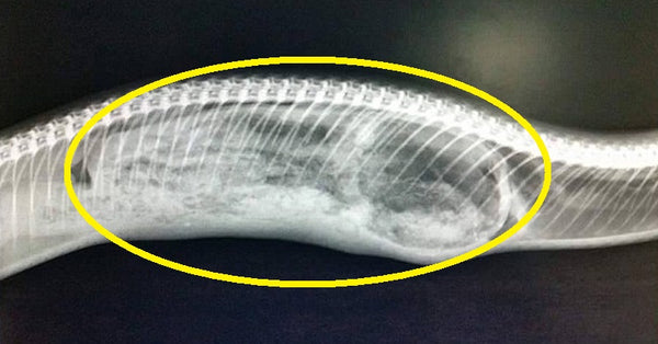 Family Comes Home To Find Giant Python With Lost 'Family Member' Stuck ...