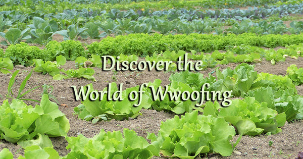 What in the World is Wwoofing? - David Wolfe Shop