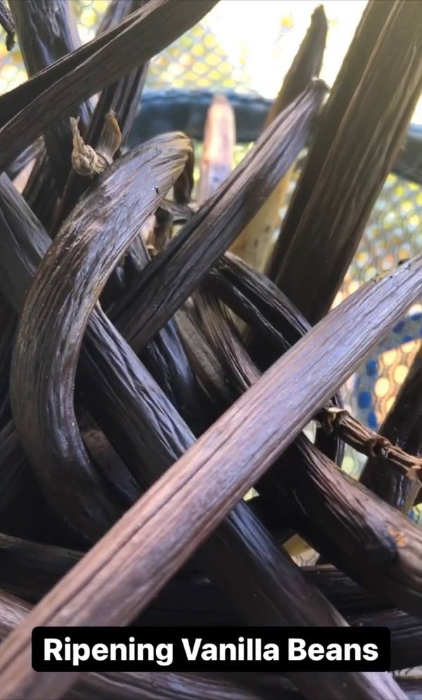 NoniLand Vanilla Beans - David Wolfe Shop
